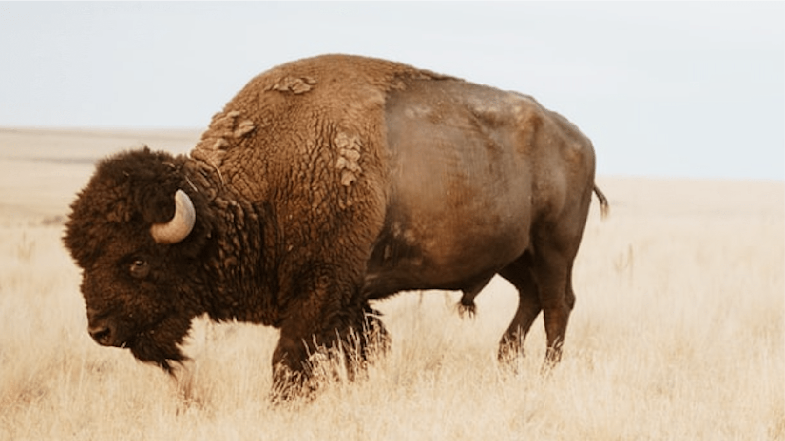 Bison Underground Merges Nature, Science, and Technology to Tackle ...